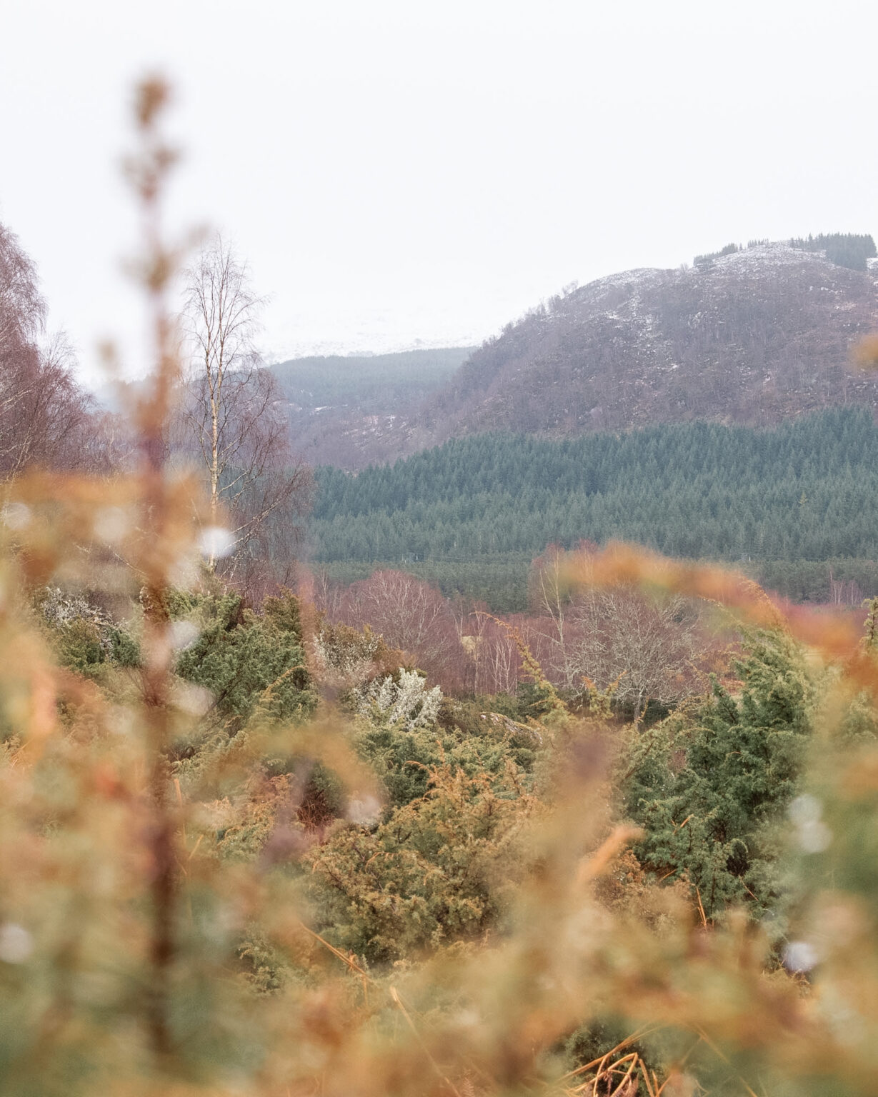 Dundreggan Rewilding Centre Guide | A Unique Stop in the Scottish Highlands